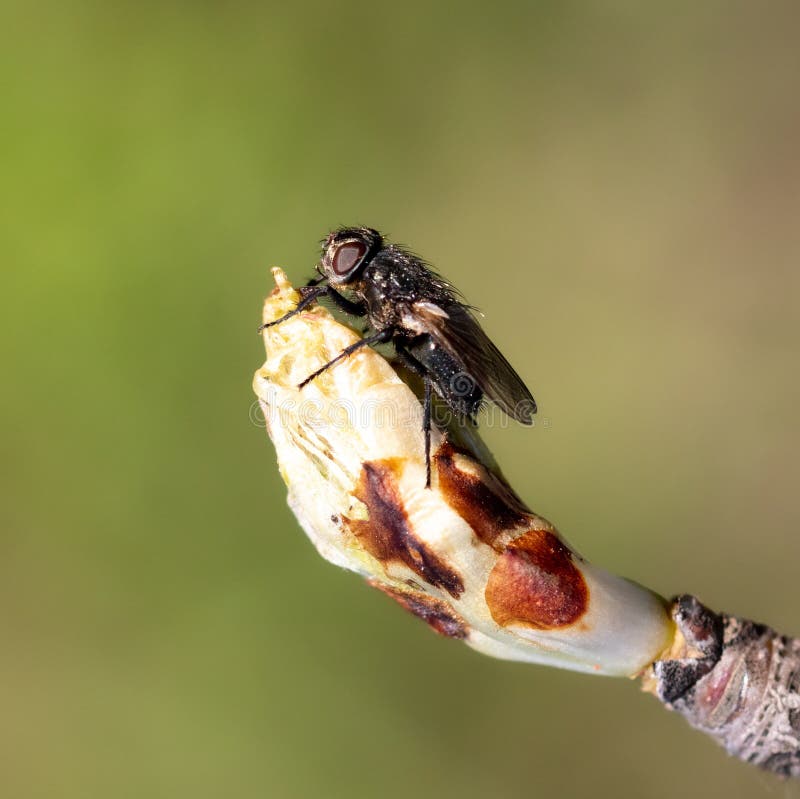 Fly on the Opening Bud of a Tree. Stock Image - Image of tree, macro ...