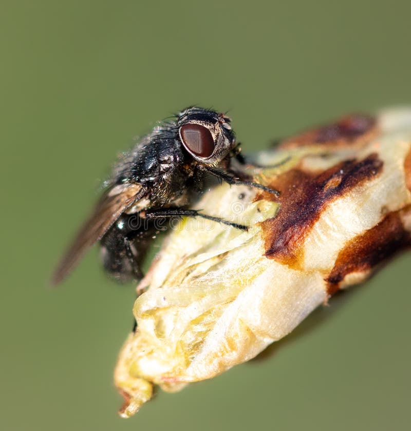 Fly on the Opening Bud of a Tree. Stock Photo - Image of garden ...