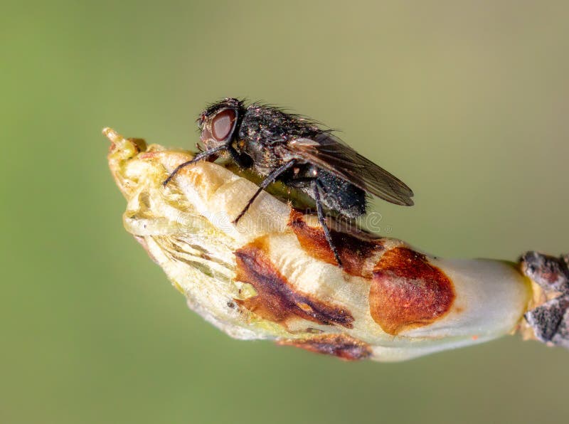 Fly on the Opening Bud of a Tree. Stock Photo - Image of bloom, closeup ...