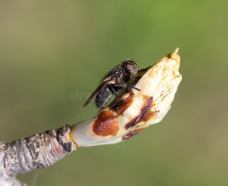 Fly on the Opening Bud of a Tree. Stock Photo - Image of nature, green ...