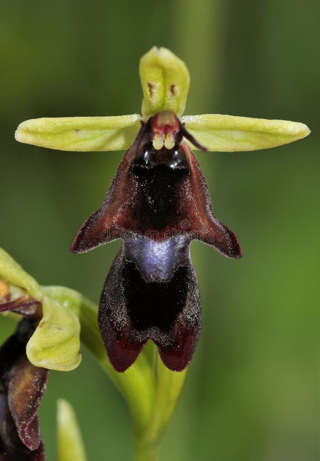 Orchid Mantis, Hymenopus Coronatus Stock Image - Image of insects ...