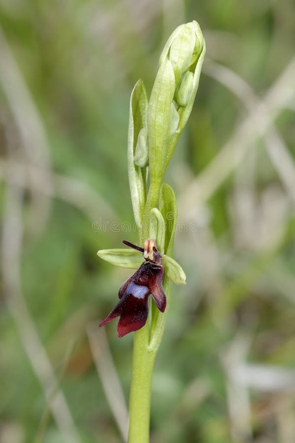 Fly Orchid stock image. Image of small, wildflower, vertical - 247074263