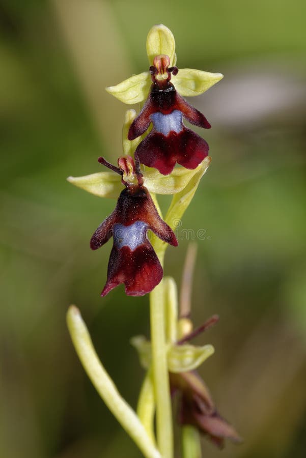 Fly Orchid stock image. Image of cotswold, closeup, flower - 149475791
