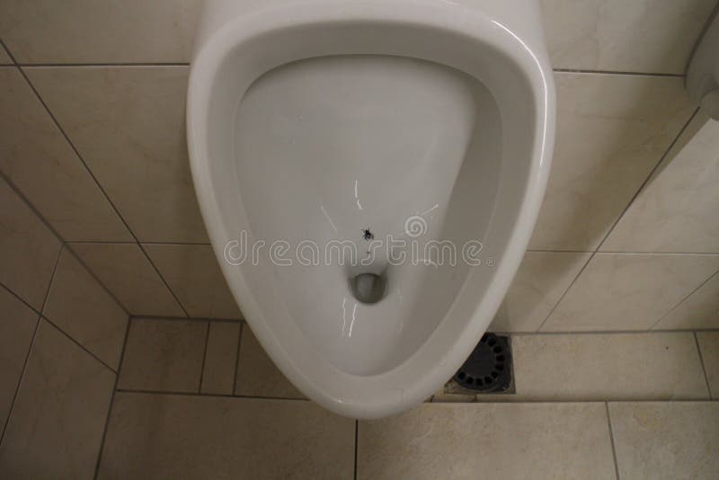 Fly in outflow of urinal stock photo. Image of toilet - 100176012