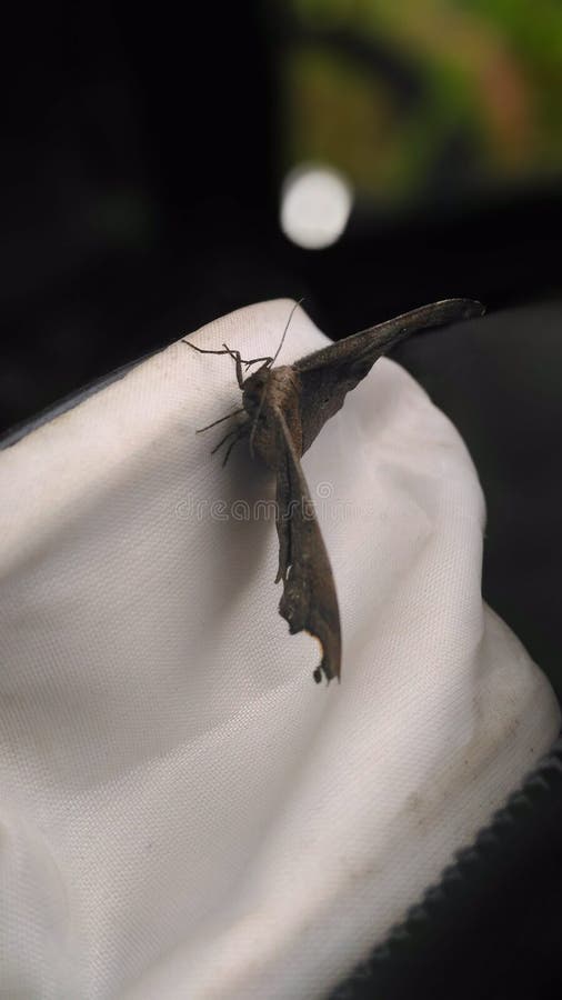 Fly over cloth stock photo. Image of infocus, white, beautiful - 92604954