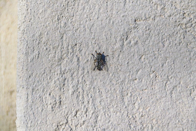 Fly Over Concrete Wall stock image. Image of nature - 188174893