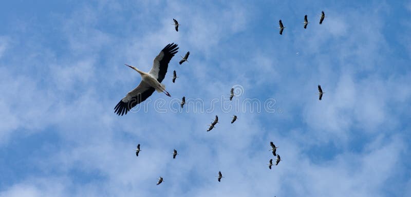 Flying Flock of Storks in the Blue Sky Stock Photo - Image of asian ...