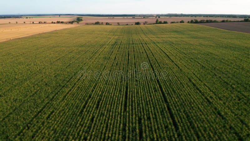 Fly Over a Green Field with Corn or Maize and Empty Fields. Sideway ...
