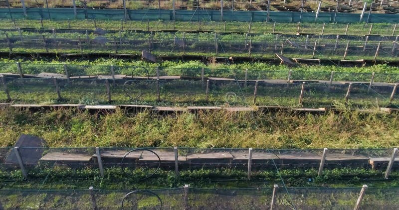 Fly Over a Snail Farm. Snail Farm Aerial View. Snail Farm Top View ...