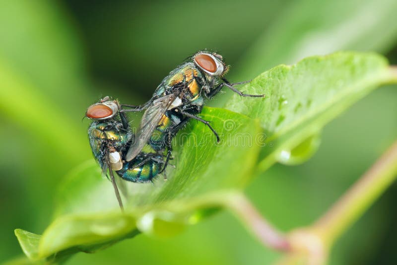 Fly stock photo. Image of insects, pairing, bugs, animal - 42411762