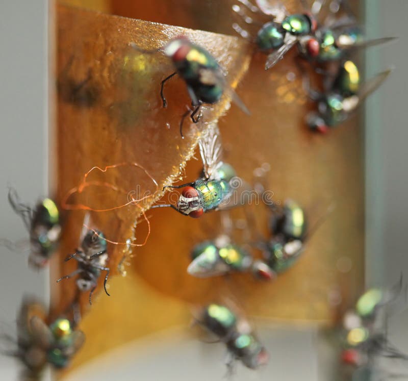Fly Paper with Flies Stuck stock image. Image of paper - 11817507
