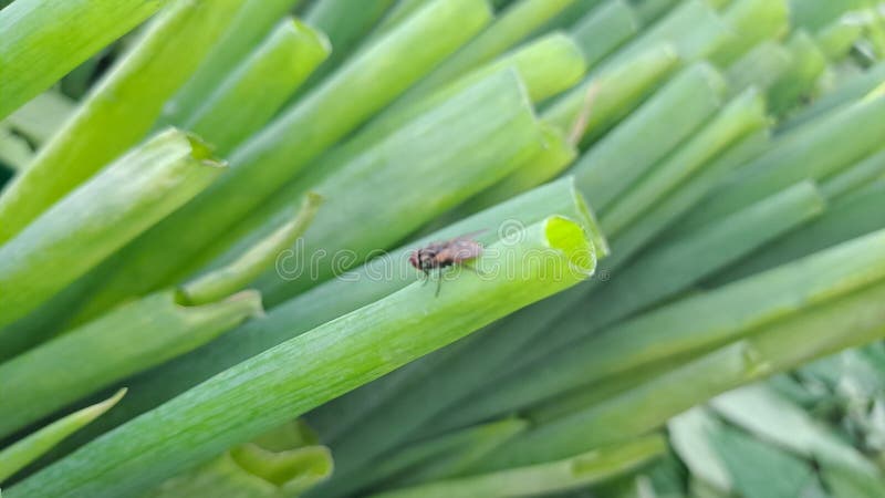 The fly perch on leaves stock image. Image of invertebrate - 385309541