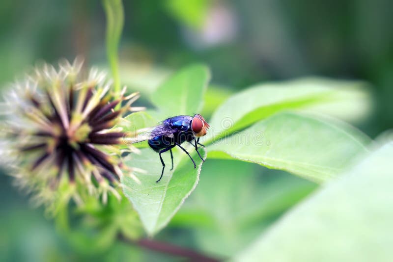 Fly Halteres Photos - Free & Royalty-Free Stock Photos from Dreamstime