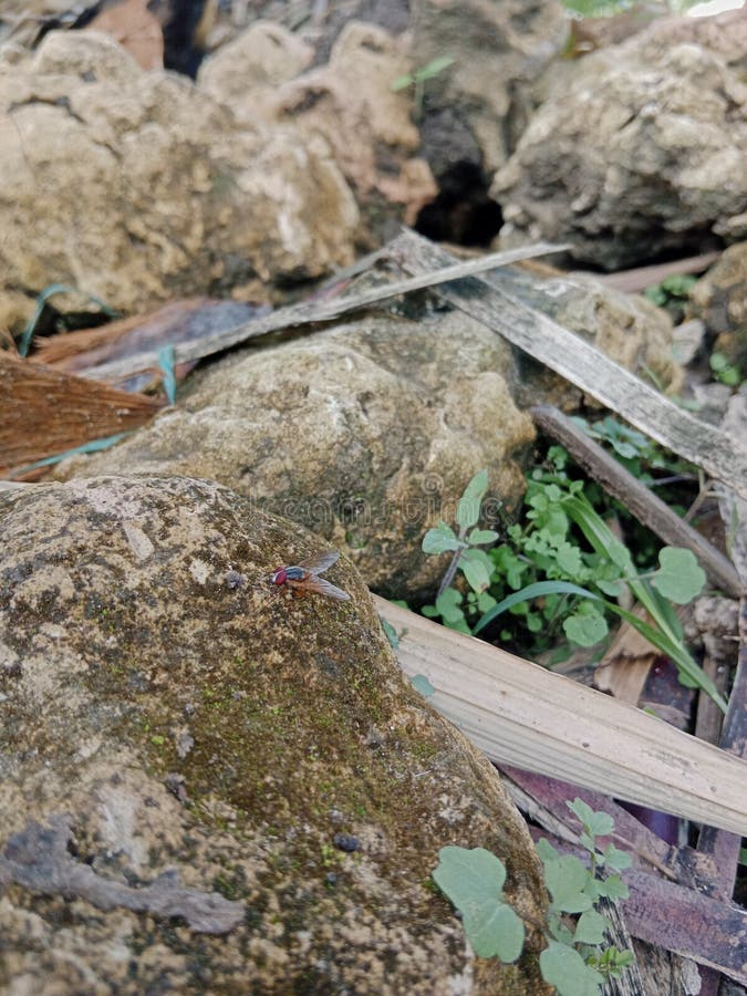 A fly perched on a rock stock image. Image of autumn - 251417421