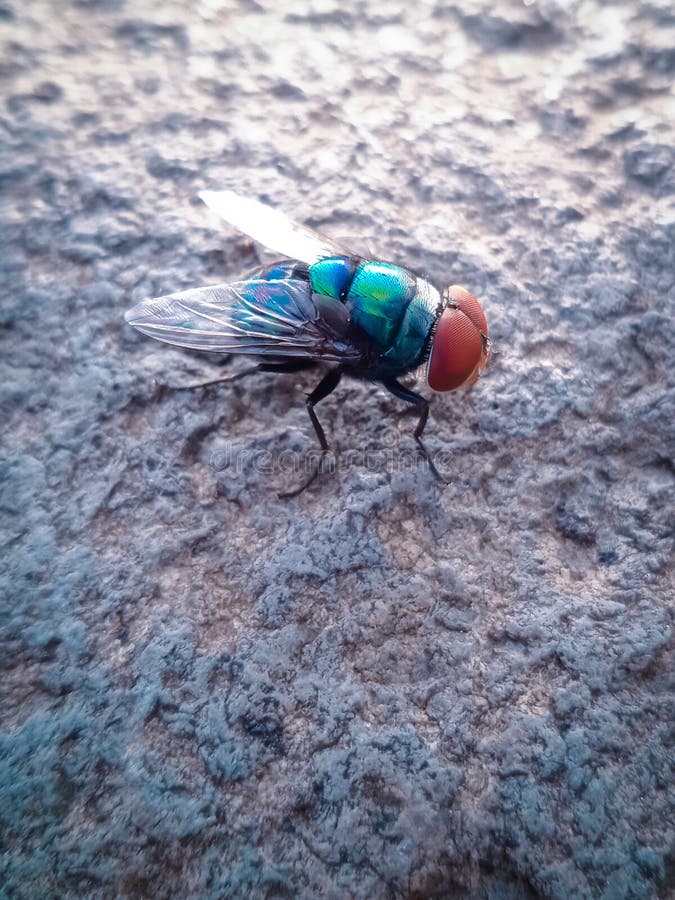 A fly perched on a rock stock image. Image of perched - 209577127