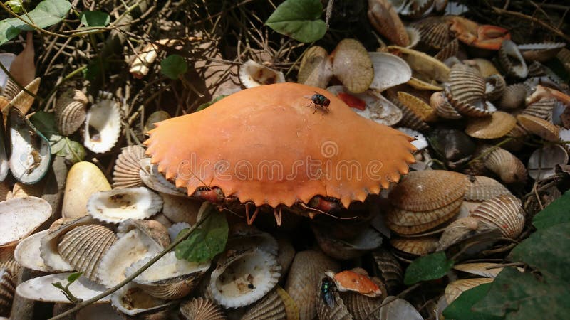 A Fly Perched on the Shell of a Dead Crab Stock Photo - Image of trashn ...