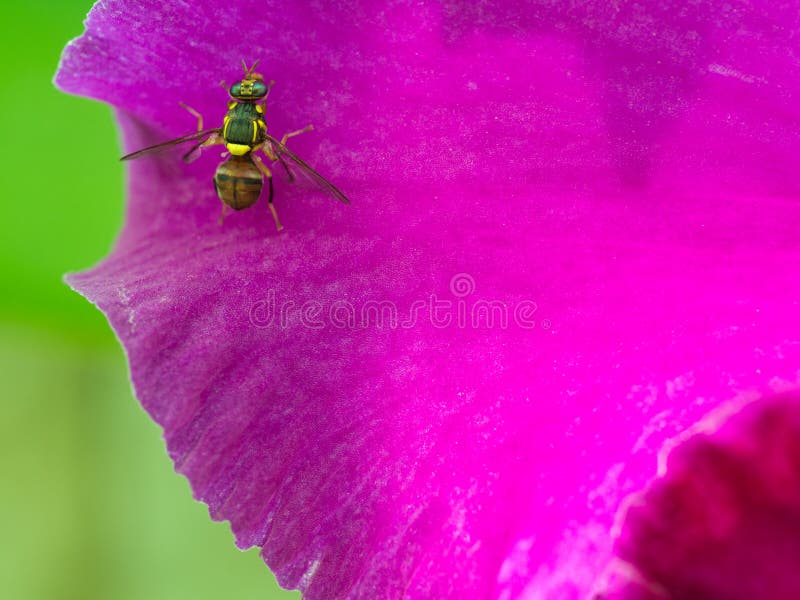 Fly Perched on Violet Cattleya Petal Stock Photo - Image of freshness ...