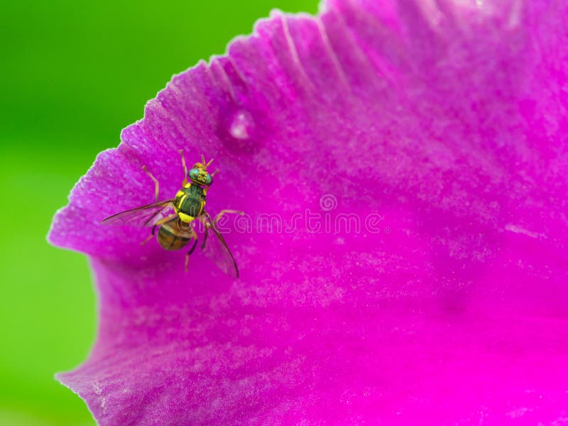 Fly Perched on Violet Cattleya Petal Stock Photo - Image of garden ...