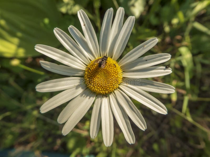 Fly Perched on White Daisy with Bright Yellow Center Stock Image ...