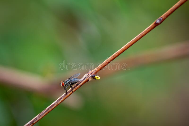 A Fly Perching on a Dry Twig. the Beautiful Transparent Wings of a Fly ...