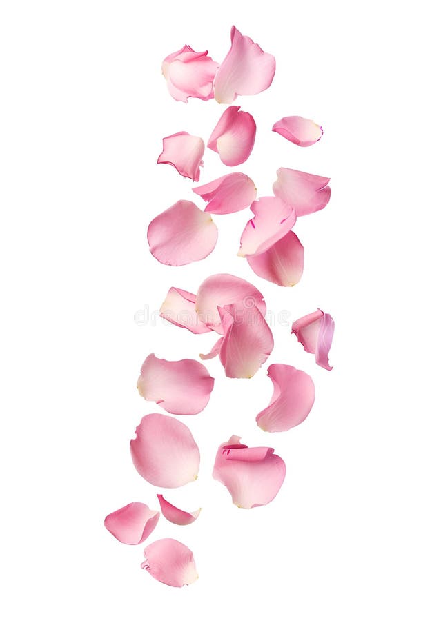 Fly petal pink roses stock illustration. Illustration of holiday ...