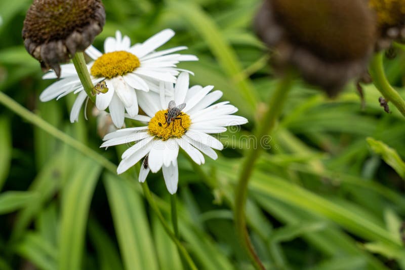 Fly on Petals of Daisy Flower Stock Photo - Image of blooming, colorful ...