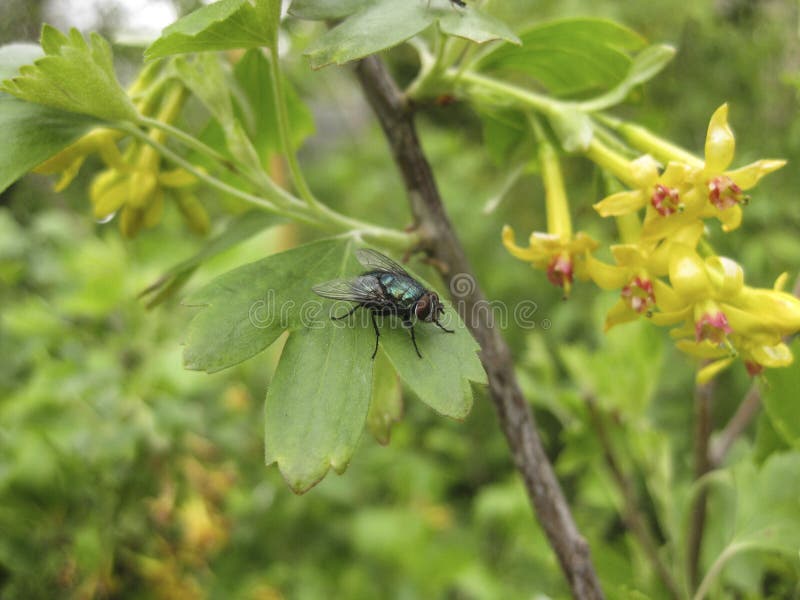 Fly on a Piece of Currant. Dipterous Fly Insect. Stock Photo - Image of ...