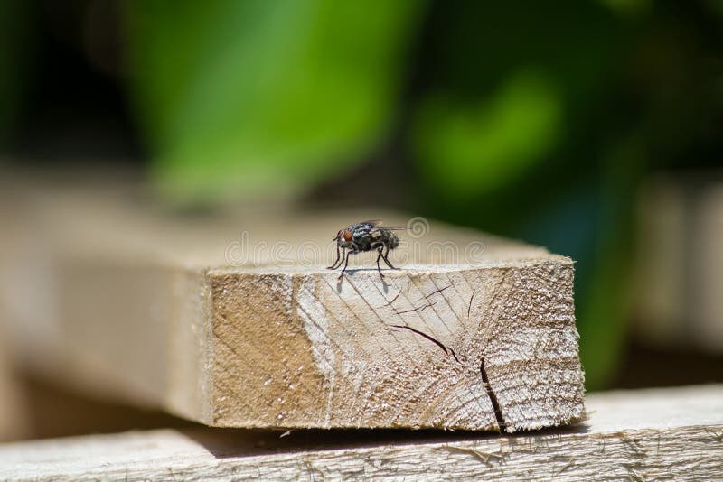 Fly stock photo. Image of painted, outdoor, insect, meditation - 38359314