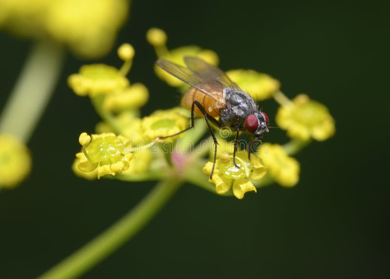 A Fly with a Pink Belly in the Forest on a Bright Yellow Flower Stock ...