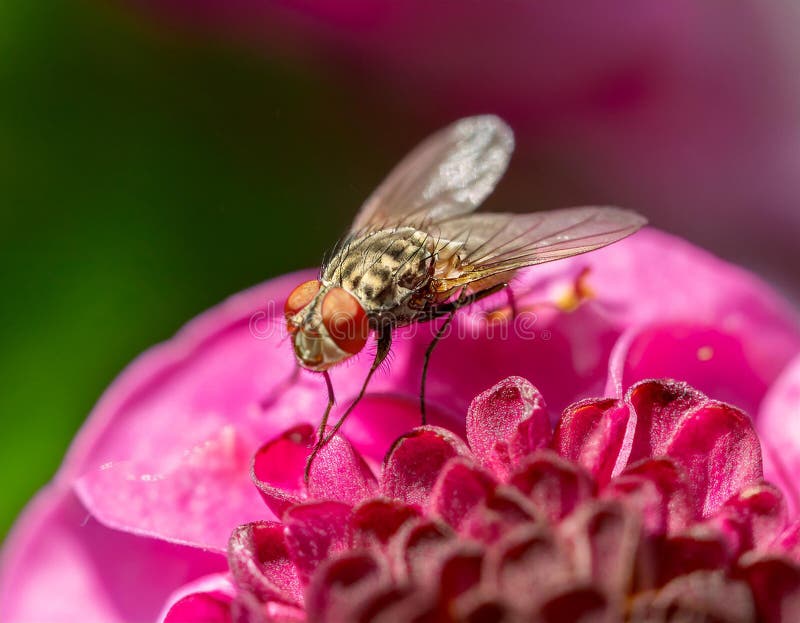 Beautiful Flower Purple Tulip. Beautiful Purple Tulip with Bead in ...
