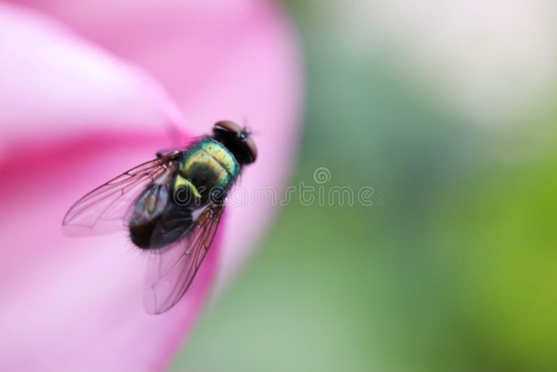 Fly on Pink Flower Petals Close Up Macro View Stock Photo - Image of ...