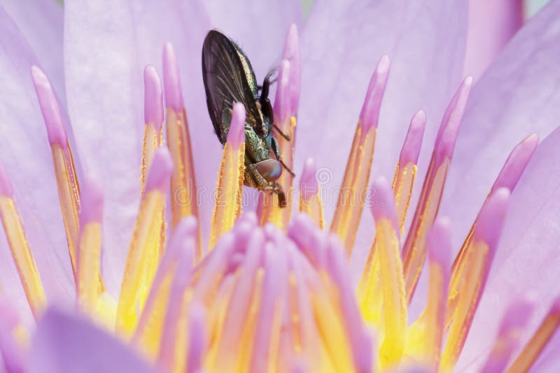 Fly in pink lotus flower stock image. Image of flower - 26698703