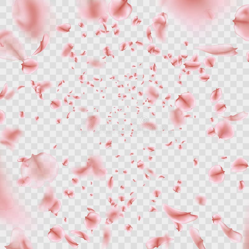 Fly Pink Sakura Petals Effect Isolated on Transparent Background. EPS ...