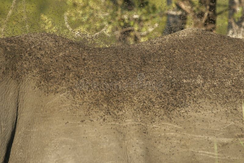 Fly plague on Rhino stock image. Image of africa, horn - 39561031