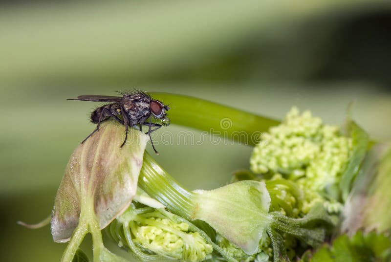 Fly on plant stock photo. Image of outdoors, insect, diptera - 15801718