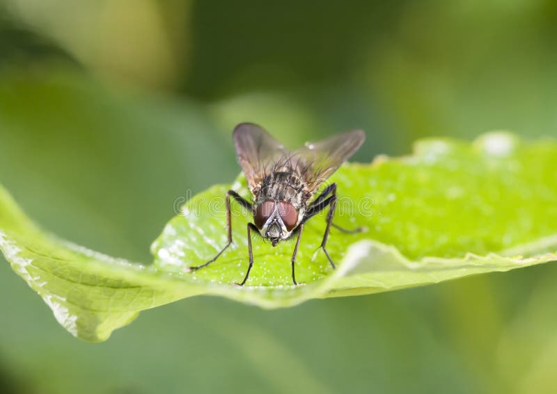 Fly on plant leaf stock photo. Image of nature, insect - 32298696