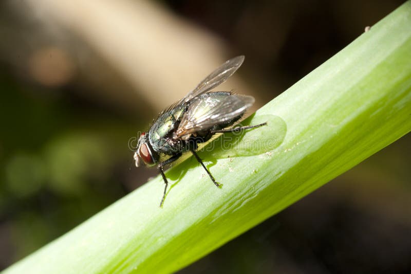 Fly on a plant stock image. Image of plant, animal, macro - 75138793