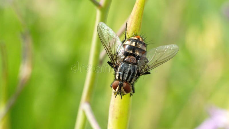 Fly on a stem stock photo. Image of macrophotography - 262313478