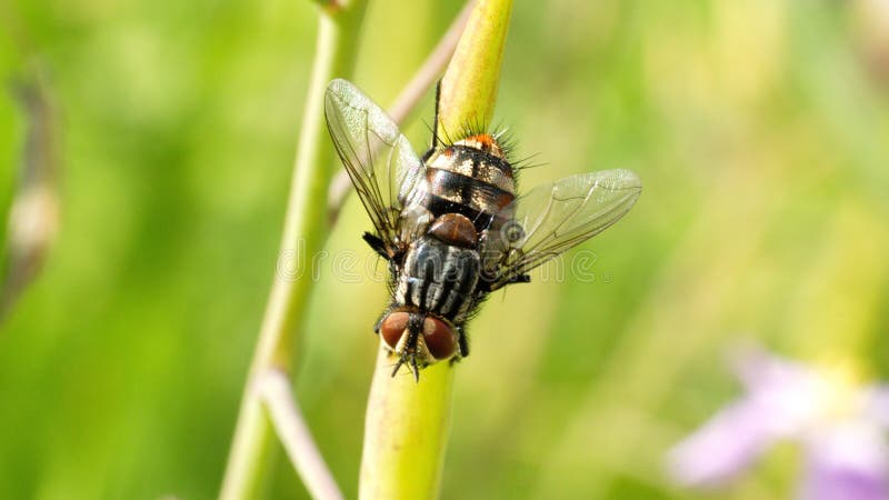 Fly on a stem stock photo. Image of wings, macrophotography - 262313488