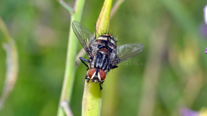 Fly on a stem stock photo. Image of field, wings, imbabura - 262313520