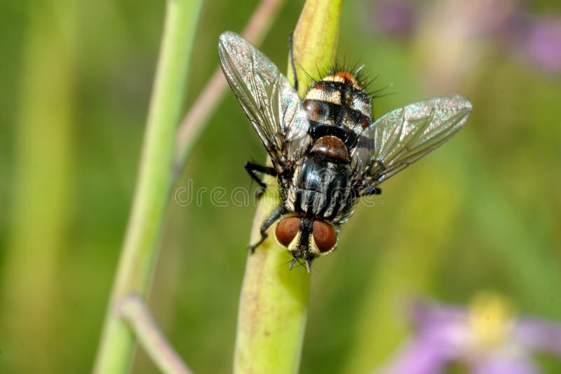 Fly on a stem stock photo. Image of outdoors, stem, insect - 262313544