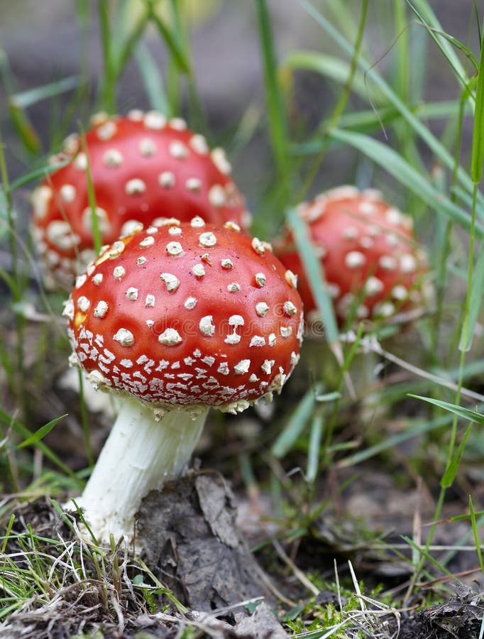 Fly poison amanita stock photo. Image of mushrooming - 12570508