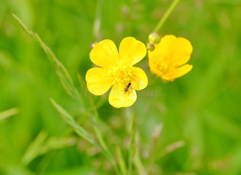A fly pollinates a weed stock photo. Image of field - 249219082