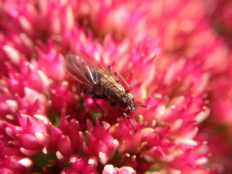 Fly pollinating flowers stock image. Image of pollinating - 84112101
