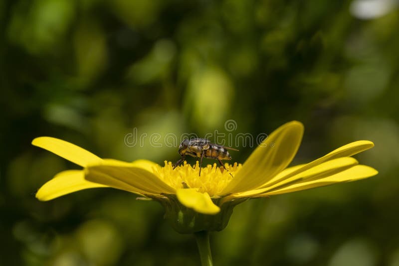 A Fly Pollinating a Yellow Daisy while Feeding on it Stock Photo ...