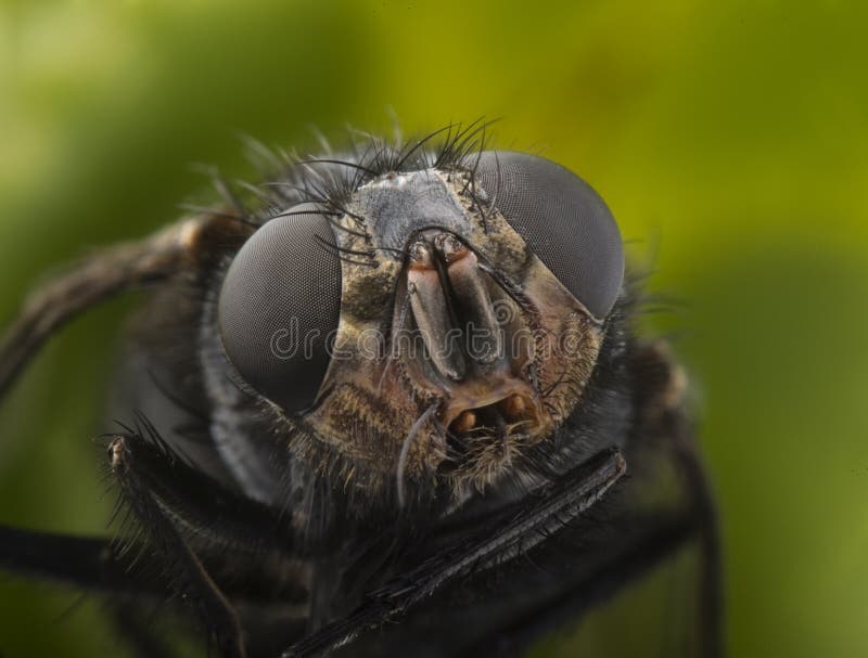 Extreme Close Up Fly Eye Stock Photos - Download 457 Royalty Free Photos