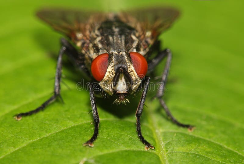 Fly drinking water stock photo. Image of flies, garden - 5611352