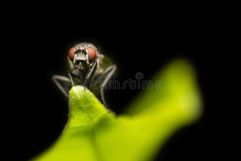 Fly Portrait stock photo. Image of flying, compound, body - 25432944