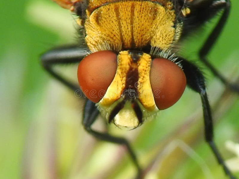 Fly portrait stock image. Image of portrait, insect - 120263193