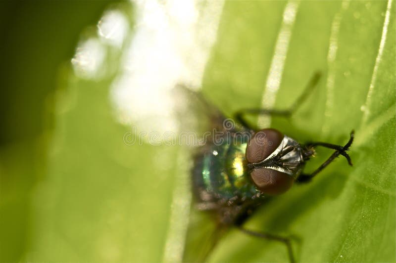 Fly Portrait on a Green Leaf Stock Image - Image of jawed, inside: 55734187